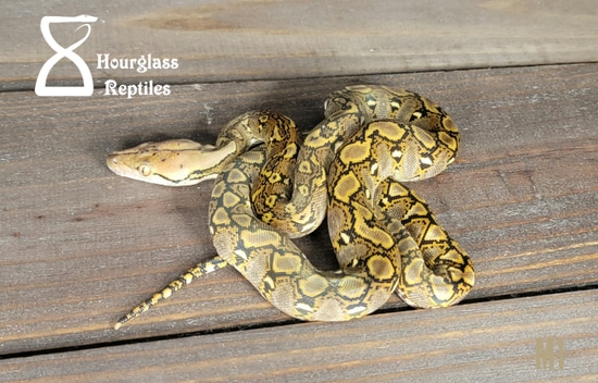 75% Superdwarf Reticulated Python by Hourglass Reptiles