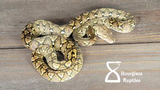 75% Superdwarf Reticulated Python by Hourglass Reptiles