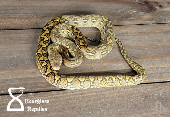 75% Superdwarf Reticulated Python by Hourglass Reptiles
