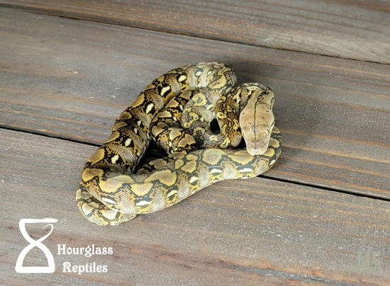 75% Superdwarf Reticulated Python by Hourglass Reptiles