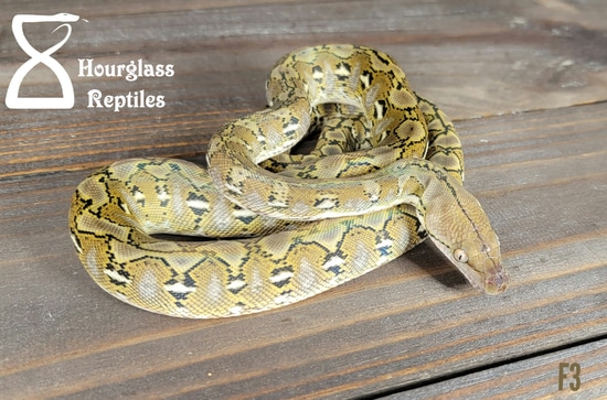 75% Kalaotoa Poss Het Anery Reticulated Python by Hourglass Reptiles