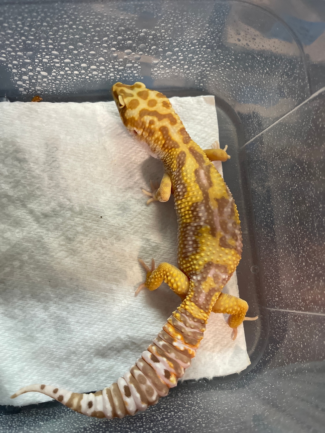 Giant Tangerine Tremper Het Eclipse Leopard Gecko by House of Reps ...