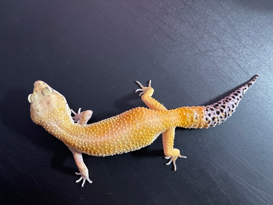 Super Hypo Tangerine Carrot Tail Leopard Gecko by House of Reps ...