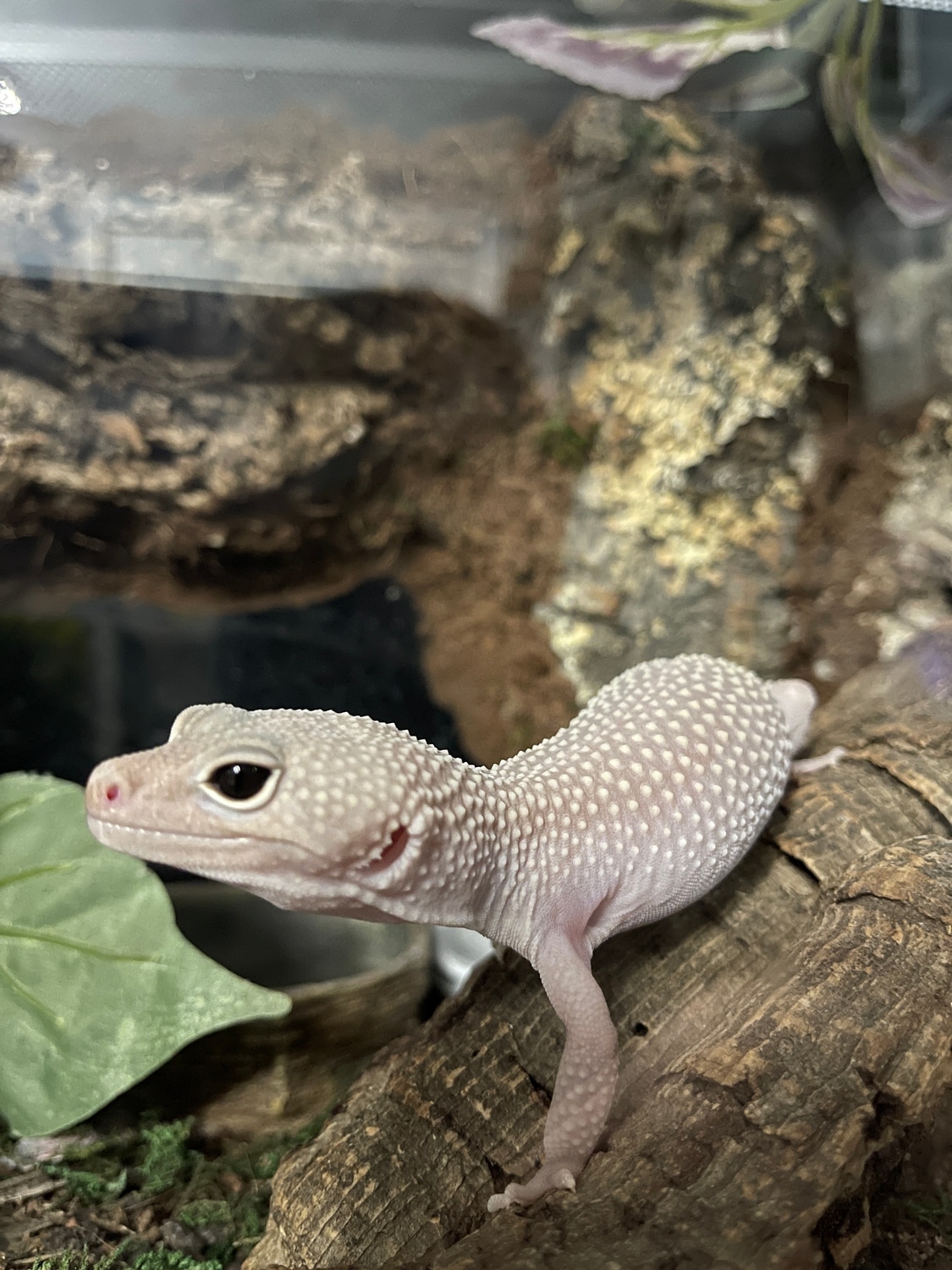Murphy’s Patternless Leopard Gecko by House of Reps & Exotic pets ...