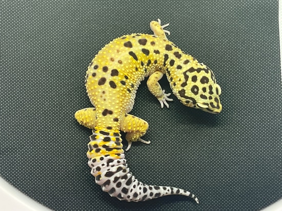 High Yellow Leopard Gecko by House of Reps & Exotic pets
