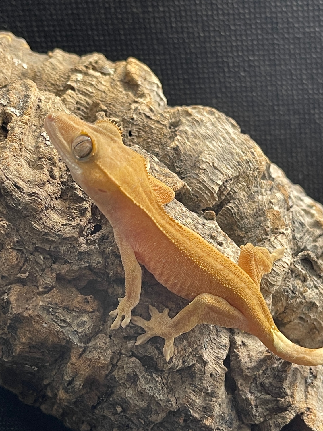 Patternless Portholes Crested Gecko by House of Reps & Exotic pets ...