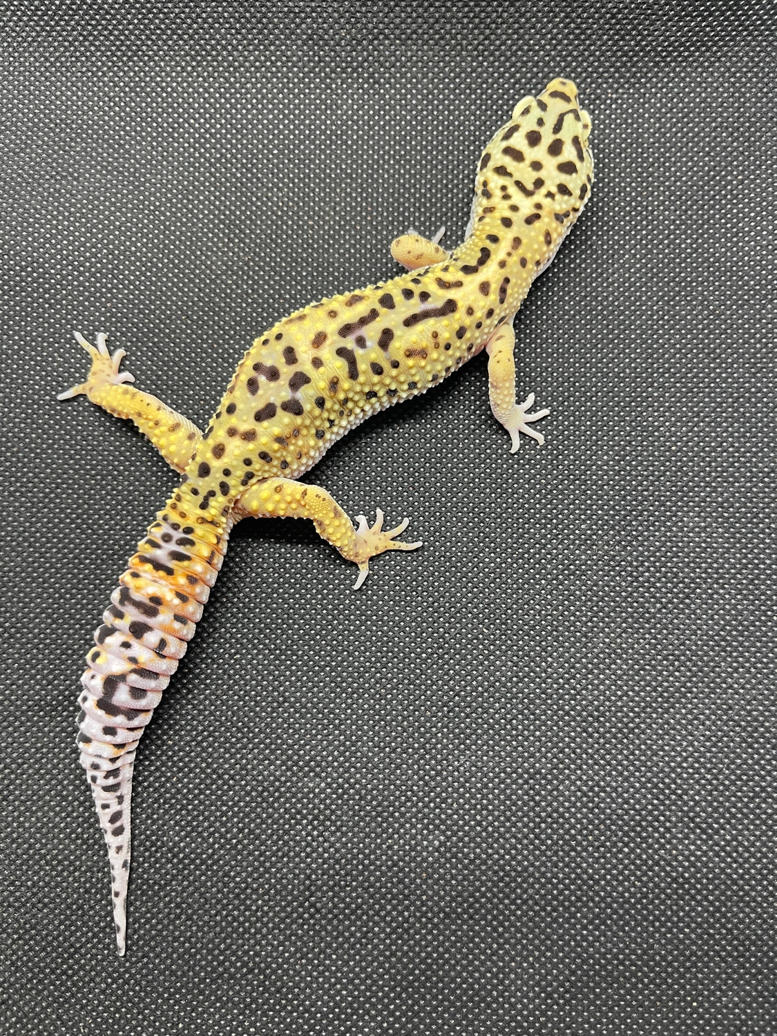 Jungle Tangerine Het Tremper Leopard Gecko by House of Reps / Exotic ...