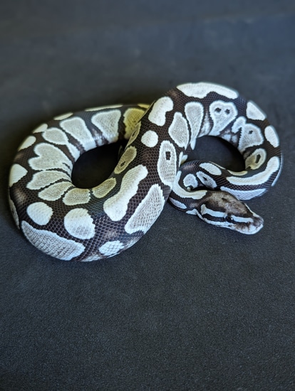 Axanthic VPI Desert Ghost Ball Python by House of Serpents
