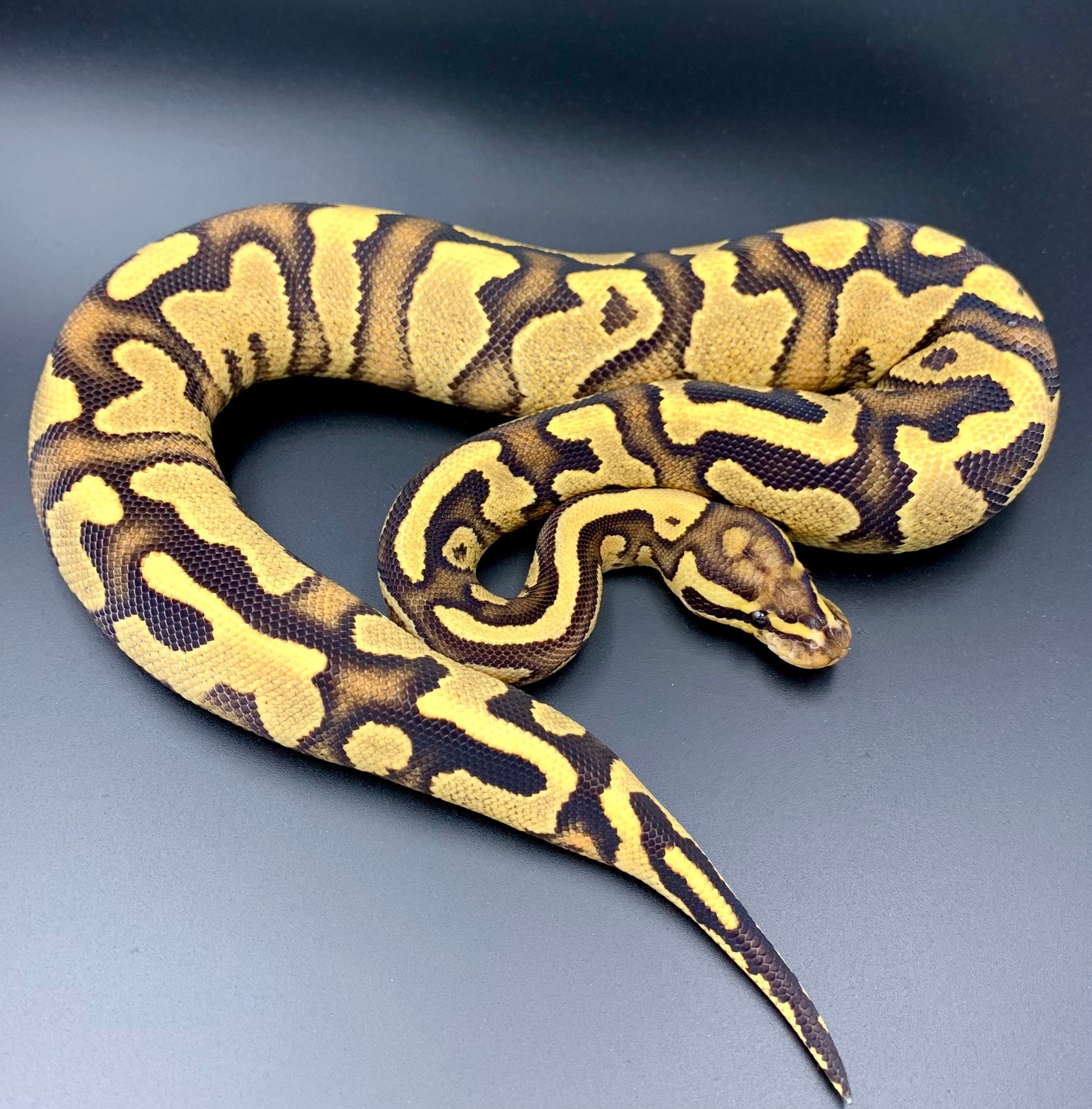 Fire Yellowbelly 100% Het Clown Ball Python by House of Gaia Pythons ...