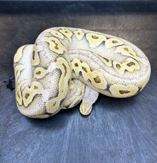 PROVEN Pewter Desert Ghost (🇨🇦 Only) Ball Python by House of Gaia Pythons