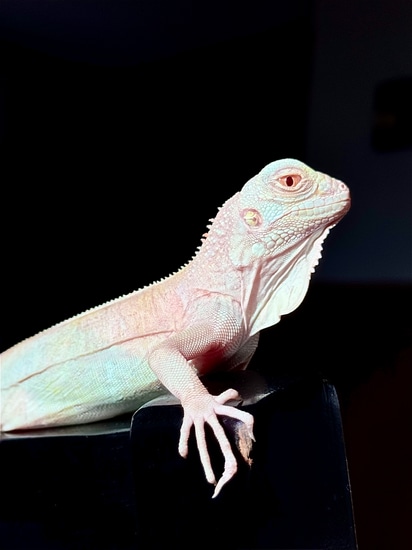 Snow (Albino/Axanthic) Green Iguana by House Of The Draguana