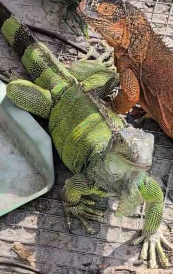 Proven Breeding Pair Green 100%Double Het For Albino And Axanthic ...