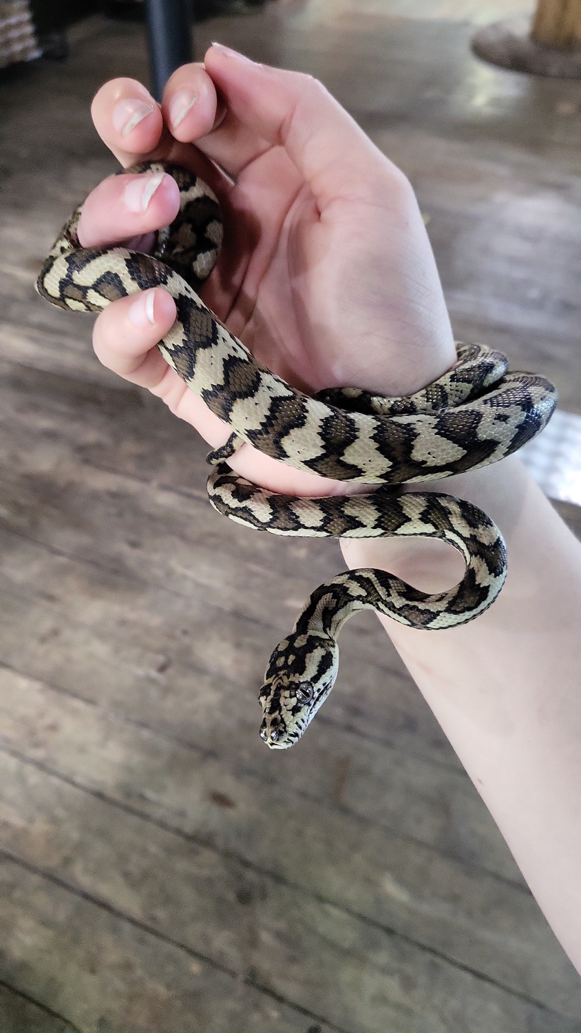 Caramel Het Axanthic Granite Coastal Carpet Python by House of Venom ...