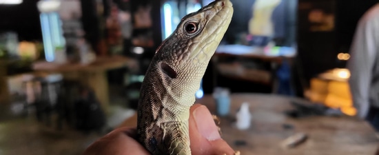 European Eyed Lizard More Lizard by House of Venom Reptiles