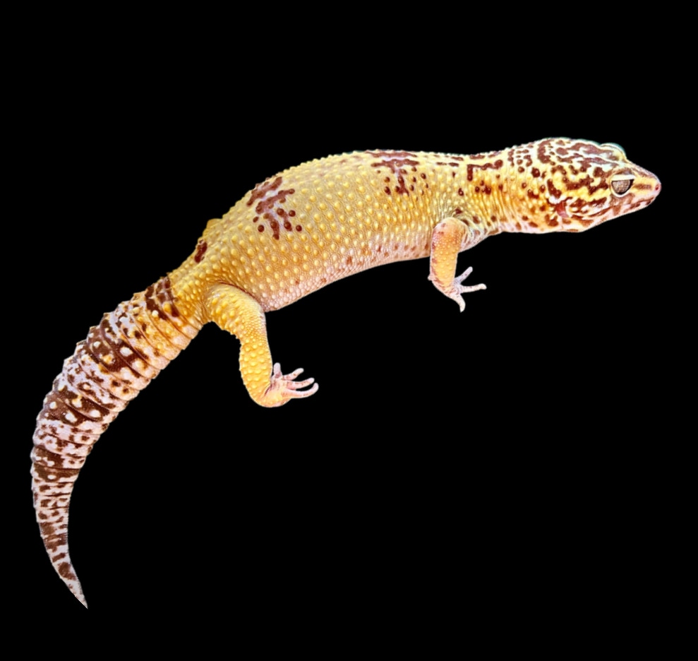 Mango Tremper Albino Leopard Gecko by Gecko Kingdom - MorphMarket