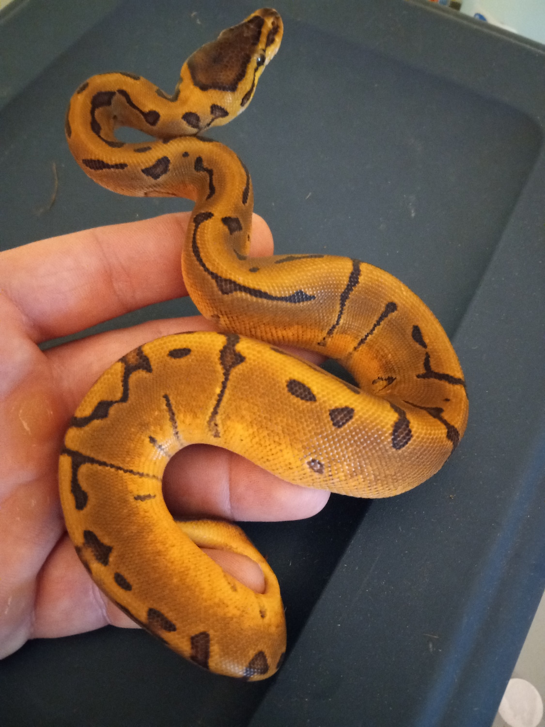 Tiger Enchi Pinstripe 50% Het Albino 100 % Het Pied Ball Python by Old ...