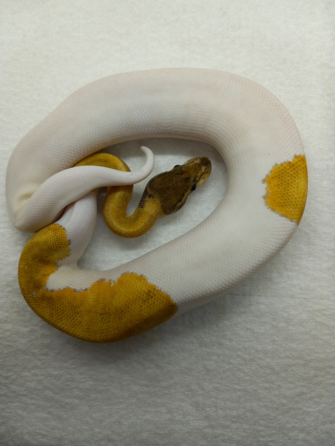 Enchi Tiger Mojave Pinstripe 50 % Het Albino Piebald Ball Python by Old ...