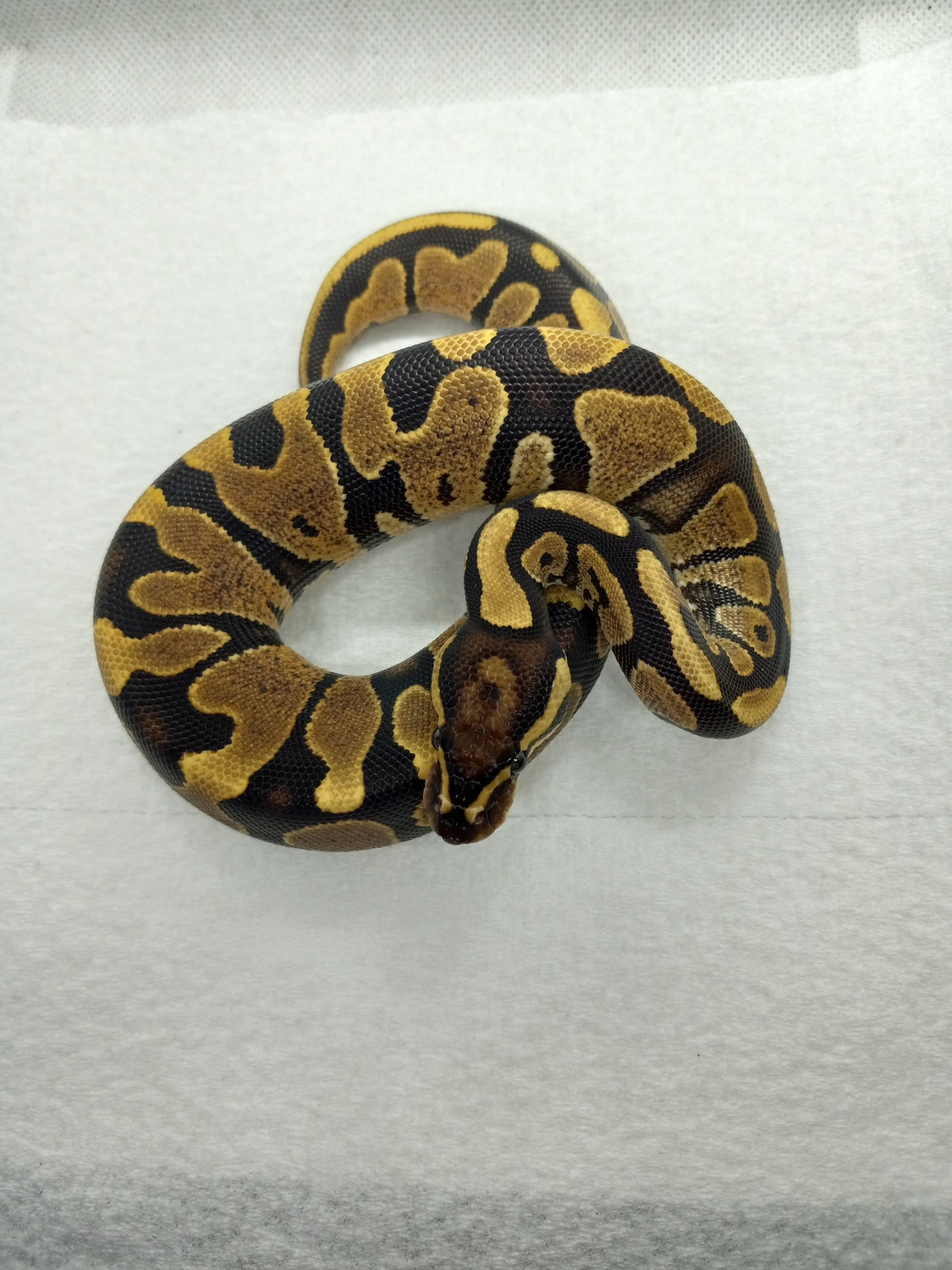 Tiger Yb Poss Het Albino Ball Python by Old State Constrictors ...