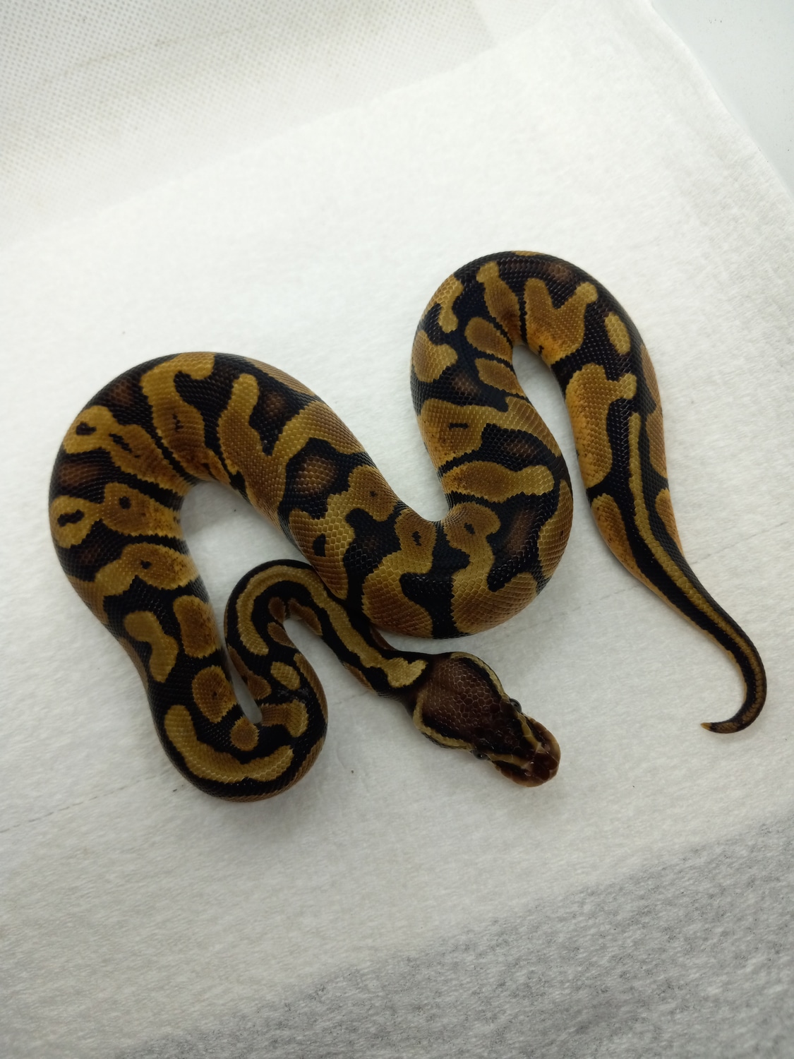 Tiger Pastel Poss. Het Albino Ball Python by Old State Constrictors ...