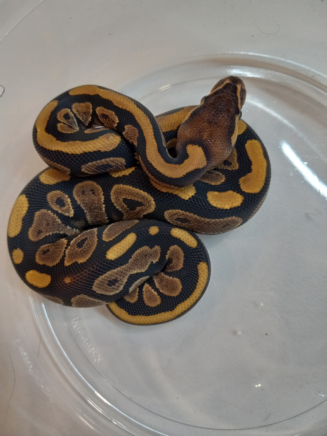 Mahogany Het OG Ball Python by Old State Constrictors - MorphMarket