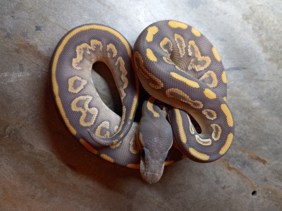 Black Pastel Mojave Orange Ghost Ball Python by Old State Constrictors
