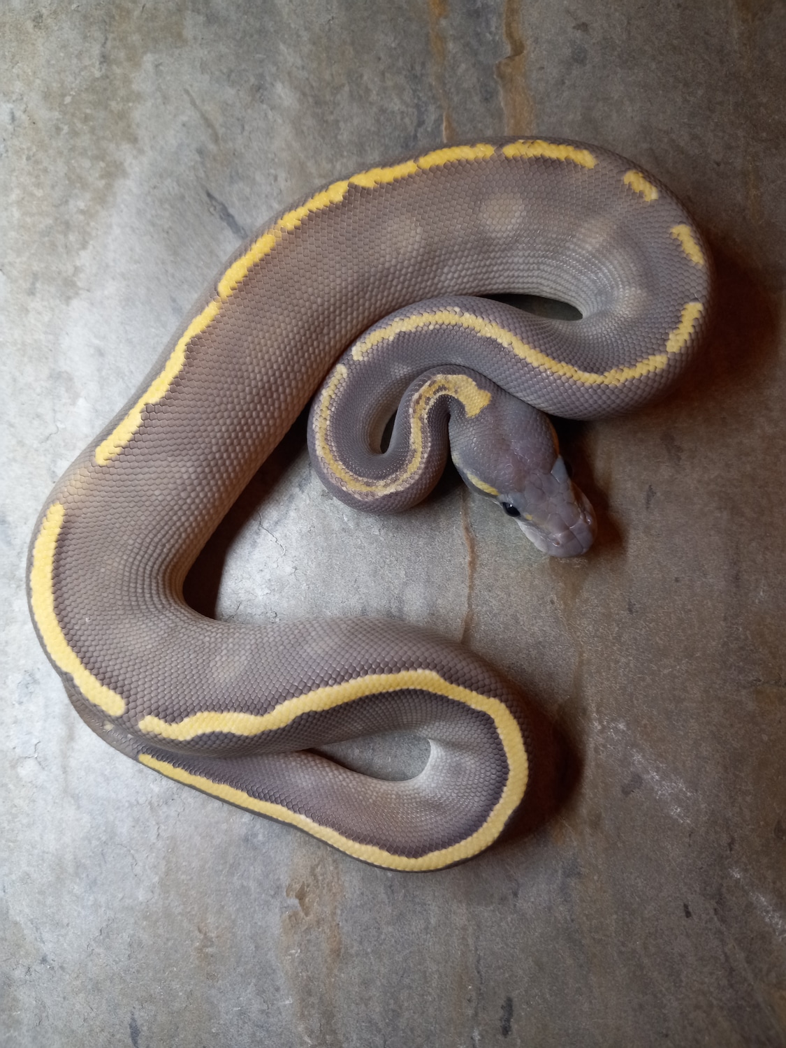 GHI Mojave Orange Ghost Ball Python by Old State Constrictors - MorphMarket