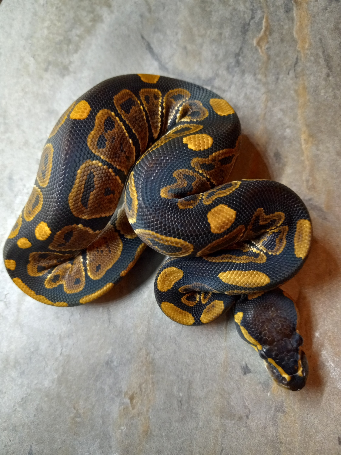 Genetic Black Back Granite Ball Python by Old State Constrictors ...