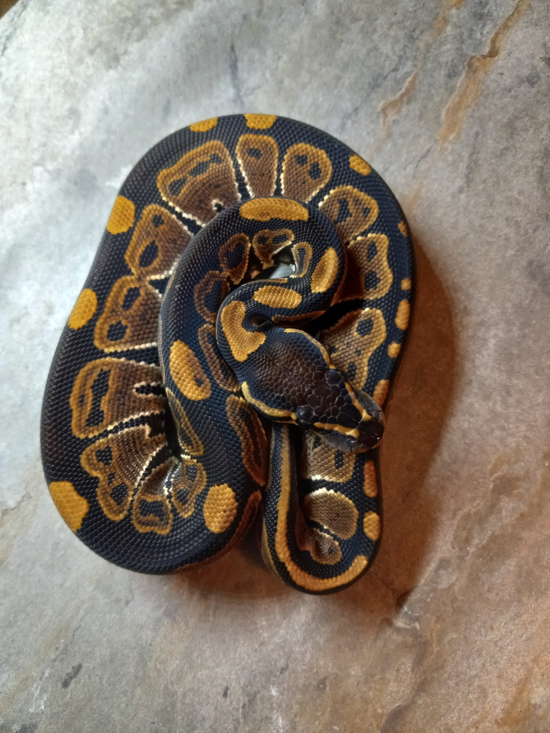 Genetic Black Back Granite Ball Python by Old State Constrictors ...