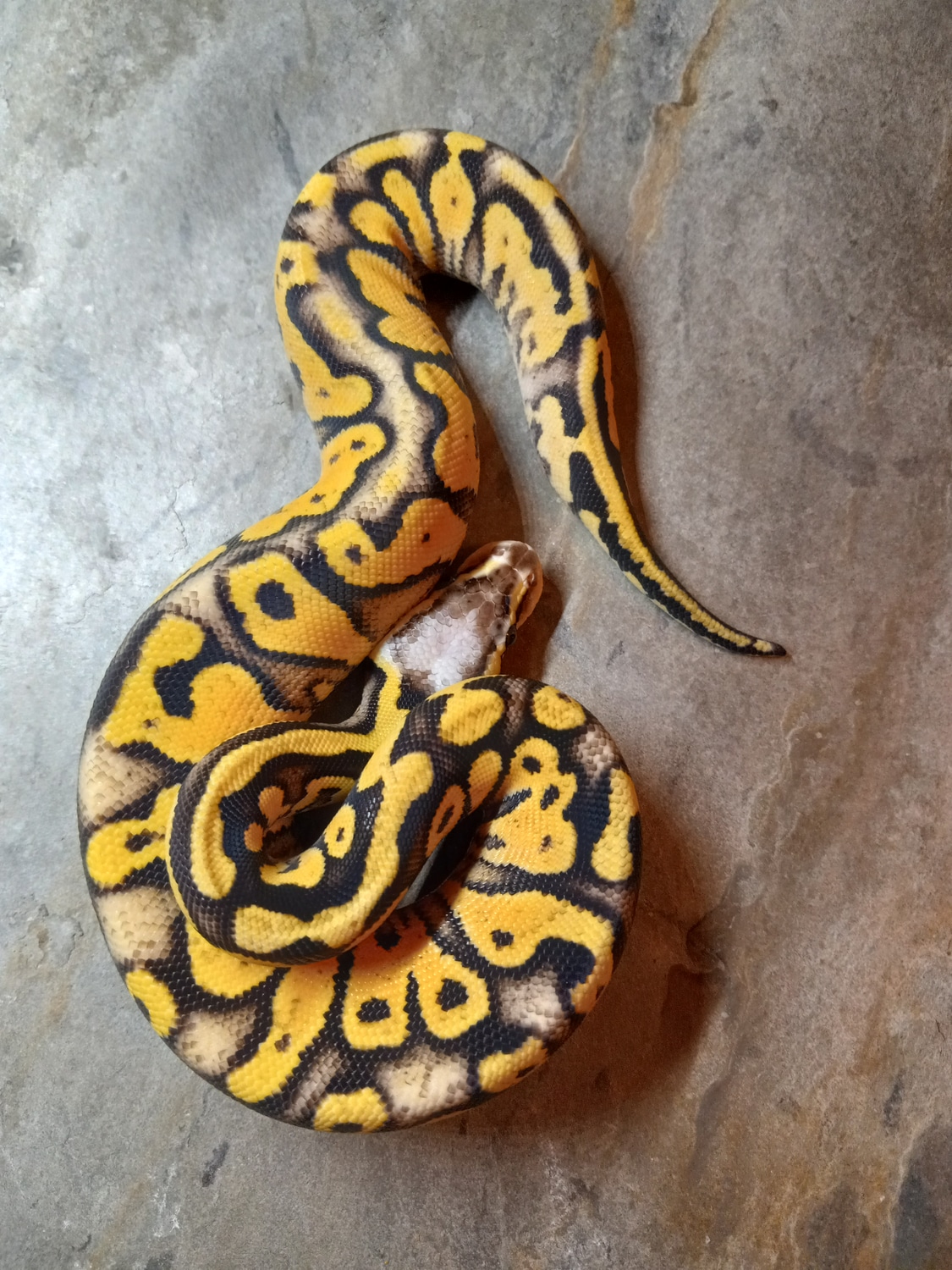 Genetic Black Back Granite YB Pastel Fire Ball Python by Old State ...