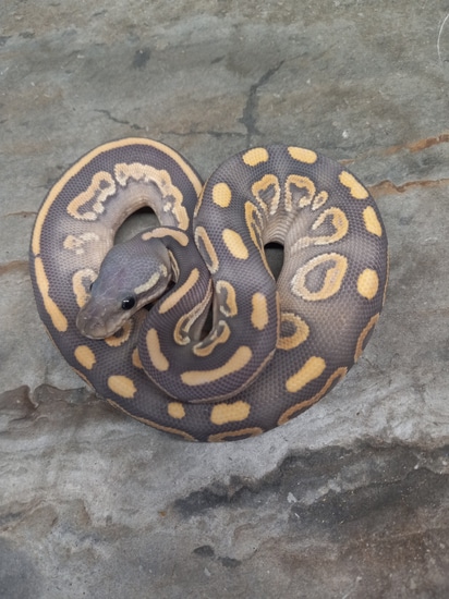 Black Pastel Mojave Orange Ghost Ball Python by Old State Constrictors