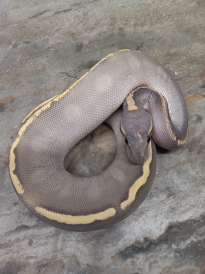 GHI Mojave Orange Ghost Ball Python by Old State Constrictors