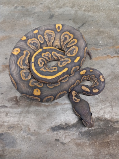 Black Pastel Orange Ghost Ball Python by Old State Constrictors
