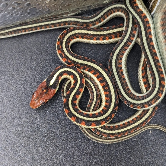 California Redsided Garters (Infernalis) Garter Snake by Howell 'n' Herps
