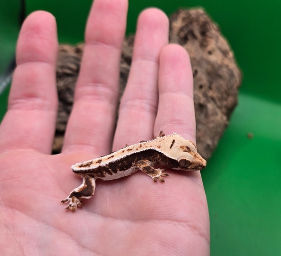 100% Het Axanthic Lilly White Hatchling Crested Gecko by Howl Reptiles