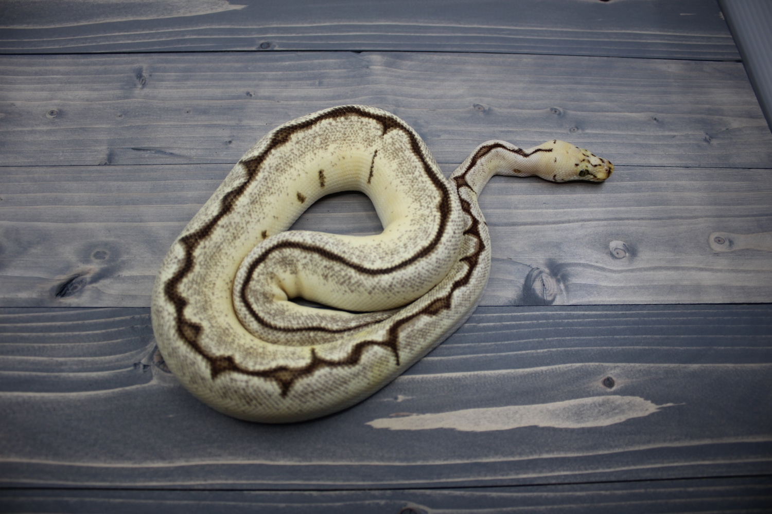 Bumblebee Clown Ball Python by High Quality Ballz - MorphMarket