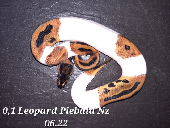 Leopard Piebald Ball Python by Four-j-ballpython