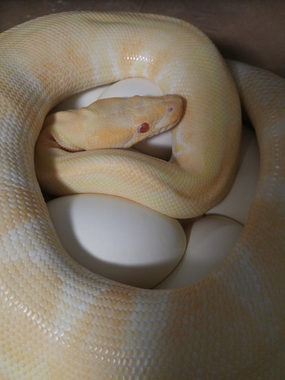 Albino Enchi - Proven Female Ball Python by The Ball Room Canada