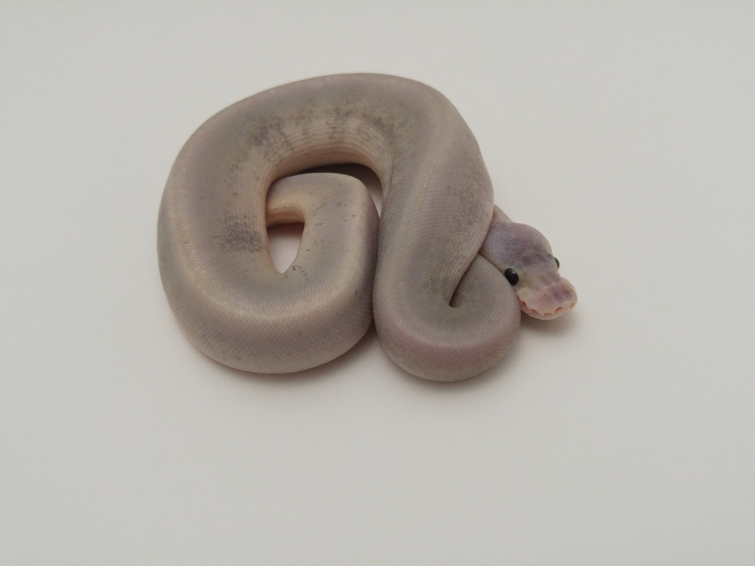 Killer Gargoyle Ball Python by The Ball Room Canada - MorphMarket