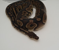 Pastel Gray Matter Ball Python by The Ball Room Canada - MorphMarket