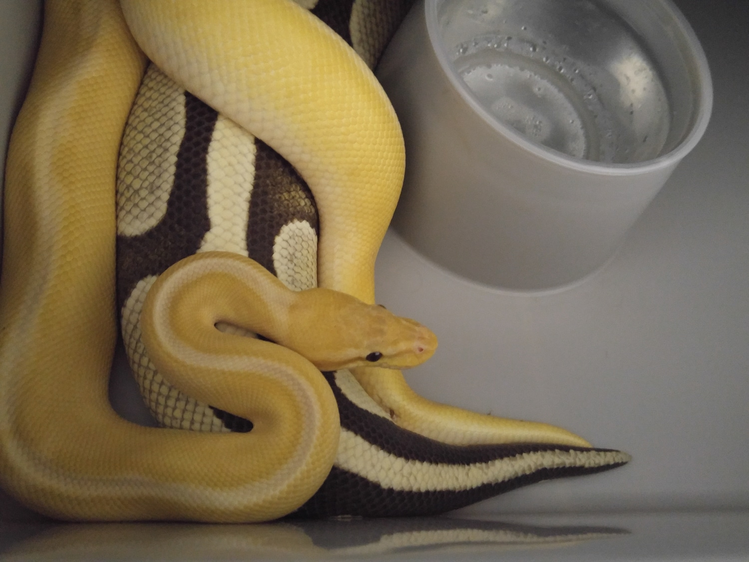 Banana HRA Genetic Stripe Het Enhancer Ball Python by The Ball Room Canada - MorphMarket
