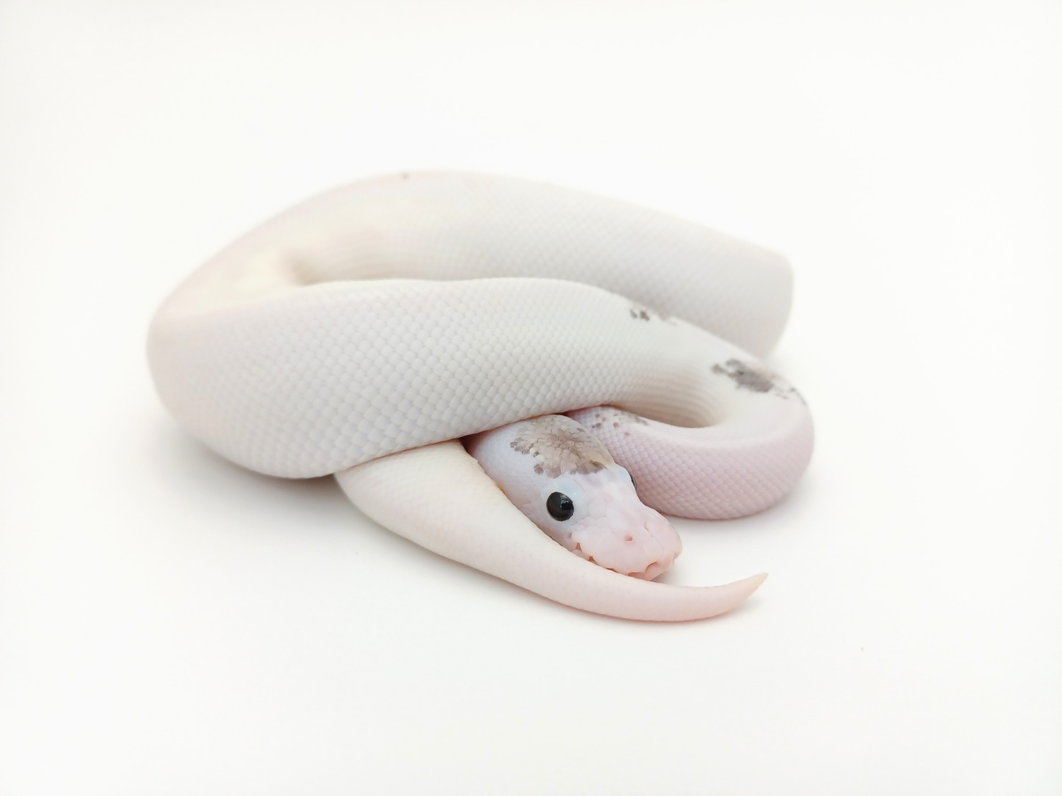 Pastel Grey Matter Ball Python by The Ball Room Canada - MorphMarket