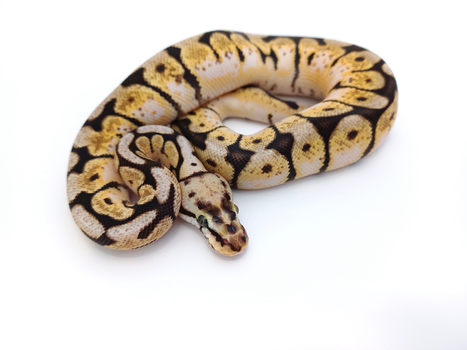 Bumblebee Dh Enhancer Genetic Stripe Ball Python by The Ball Room Canada - MorphMarket