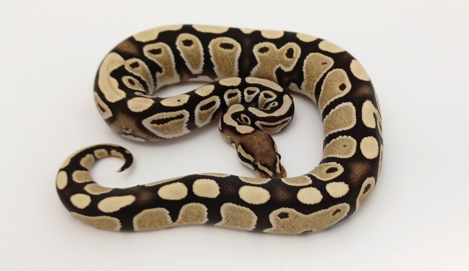 Enhancer Het Genetic Stripe 50% Het Clown Ball Python by The Ball Room Canada - MorphMarket