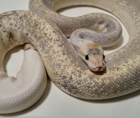 Pastel Gray Matter Ball Python by The Ball Room Canada - MorphMarket