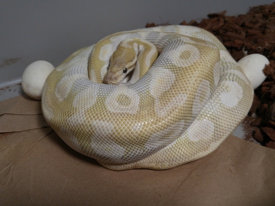 Crystal - Proven Ball Python by The Ball Room Canada