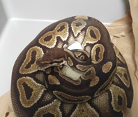 Pastel Gray Matter Ball Python by The Ball Room Canada - MorphMarket