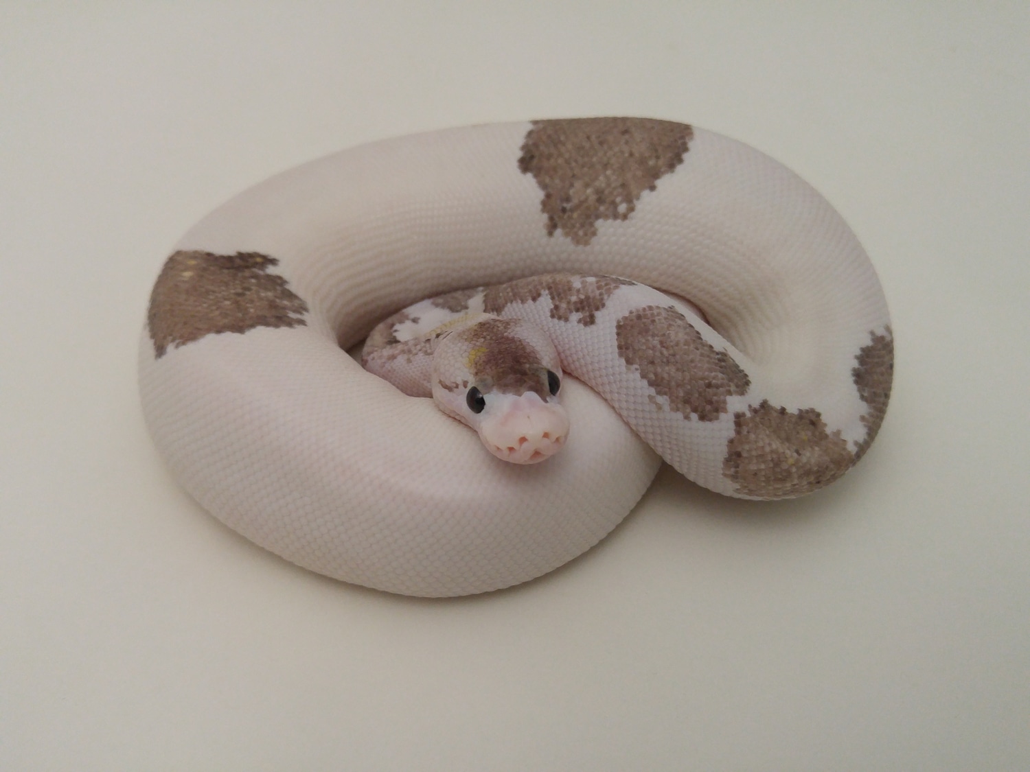 Pastel Gray Matter Ball Python by The Ball Room Canada - MorphMarket