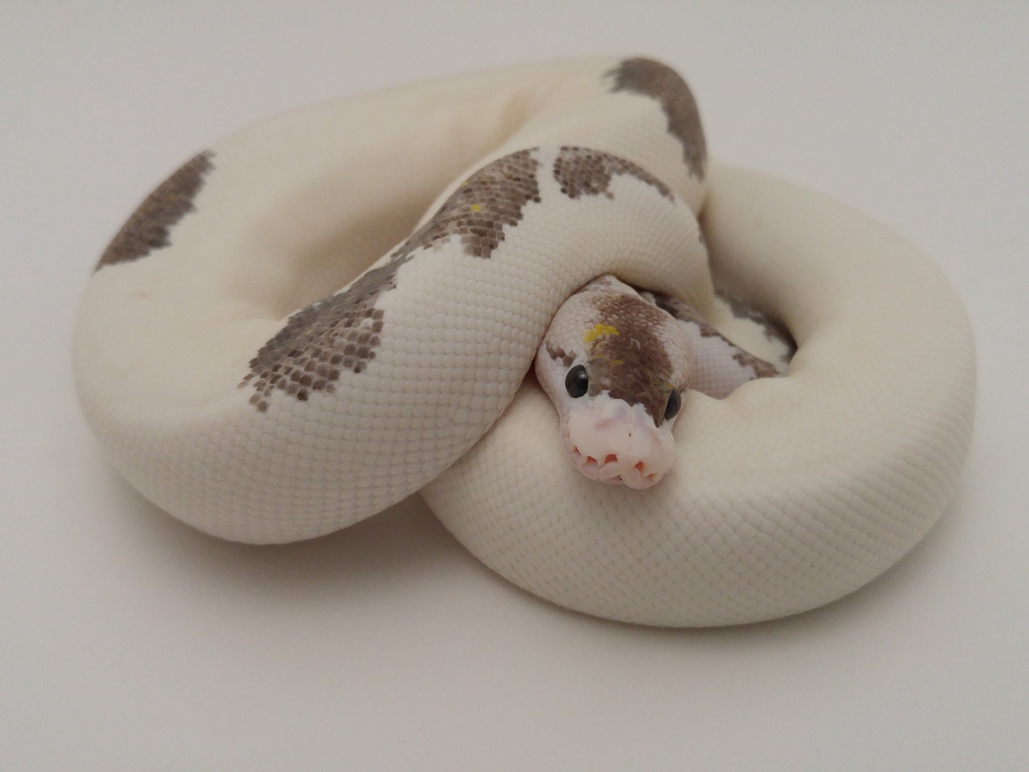 Pastel Gray Matter Ball Python by The Ball Room Canada - MorphMarket