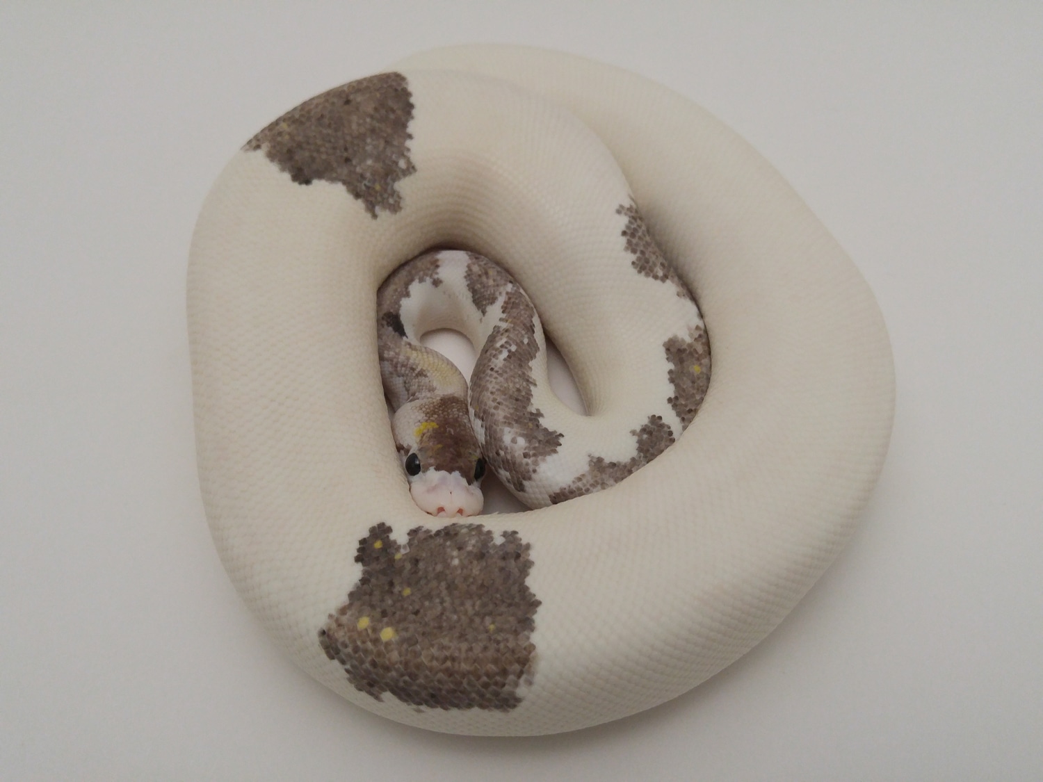 Pastel Gray Matter Ball Python by The Ball Room Canada - MorphMarket