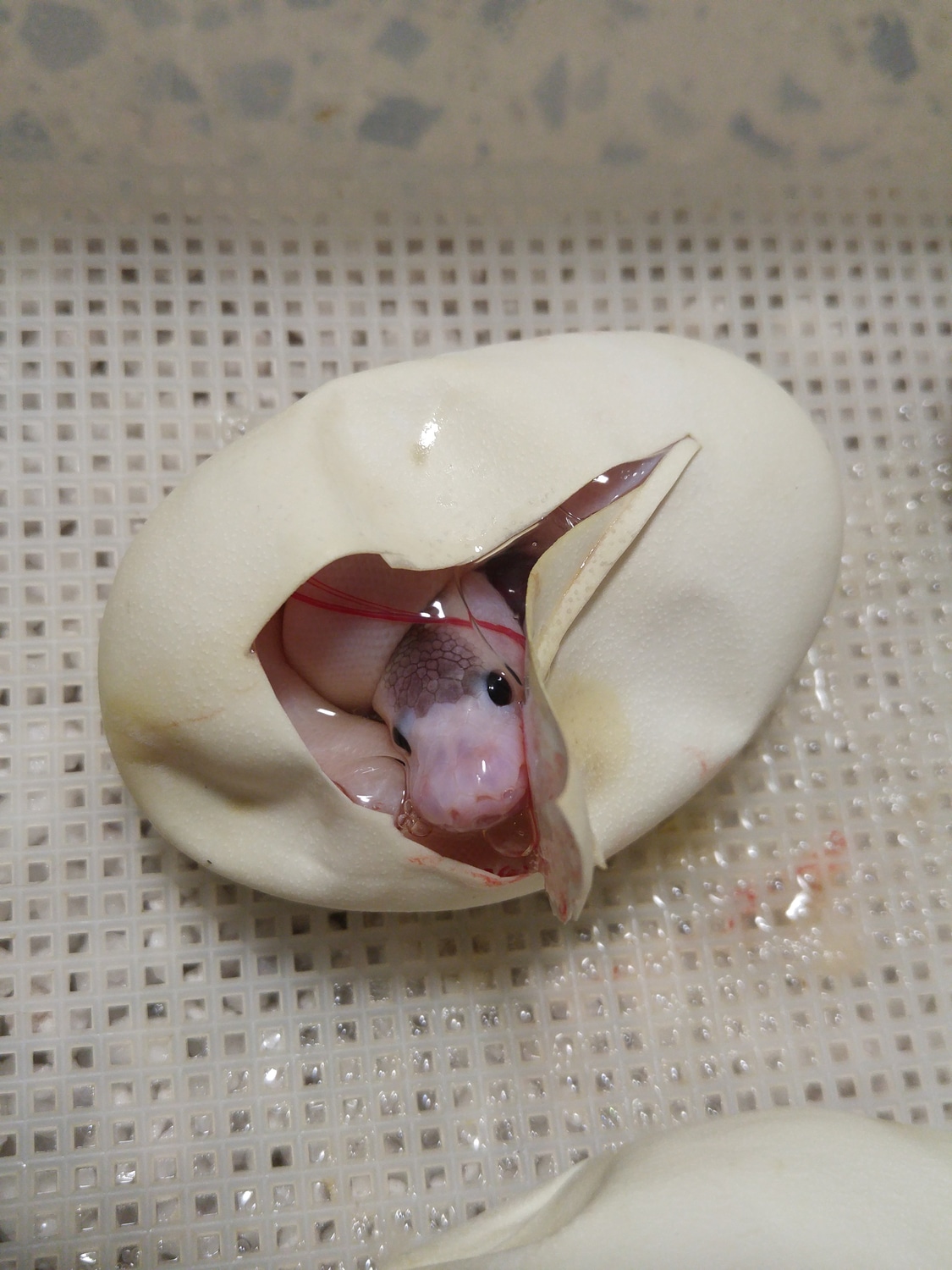 Pastel Gray Matter Ball Python by The Ball Room Canada - MorphMarket